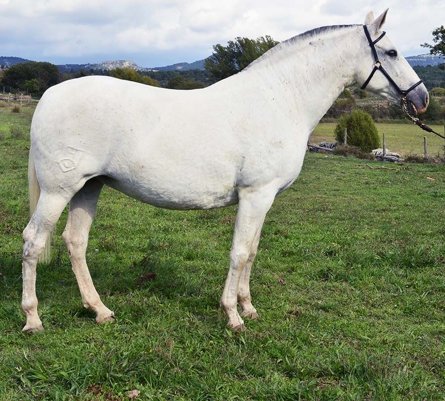 Yeguas Yeguadamor | Pura raza española