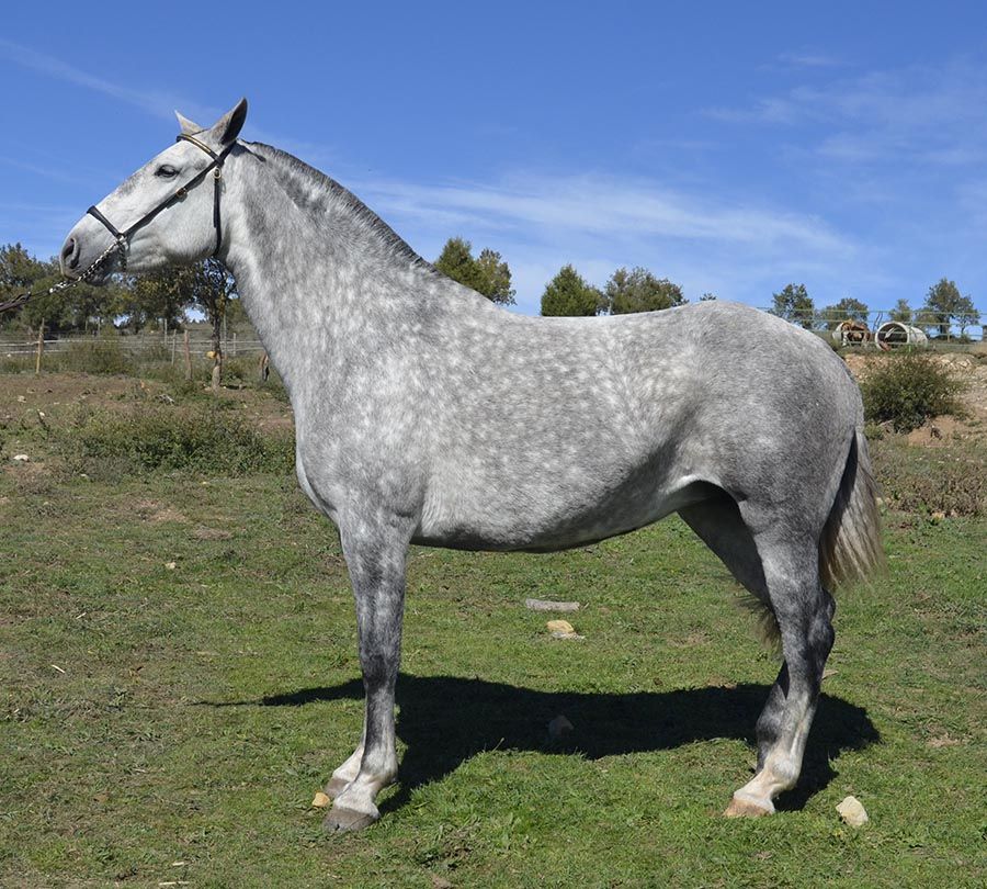 Yeguas Yeguadamor | Pura raza española