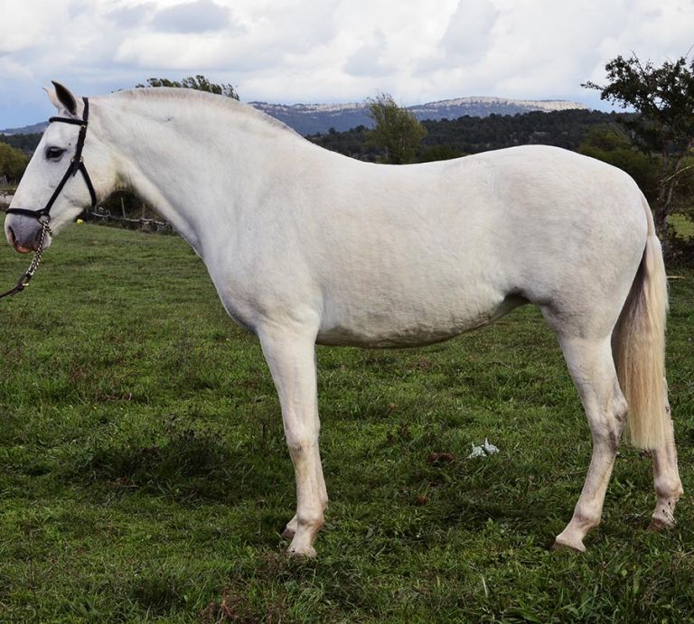Yeguas Yeguadamor | Pura raza española