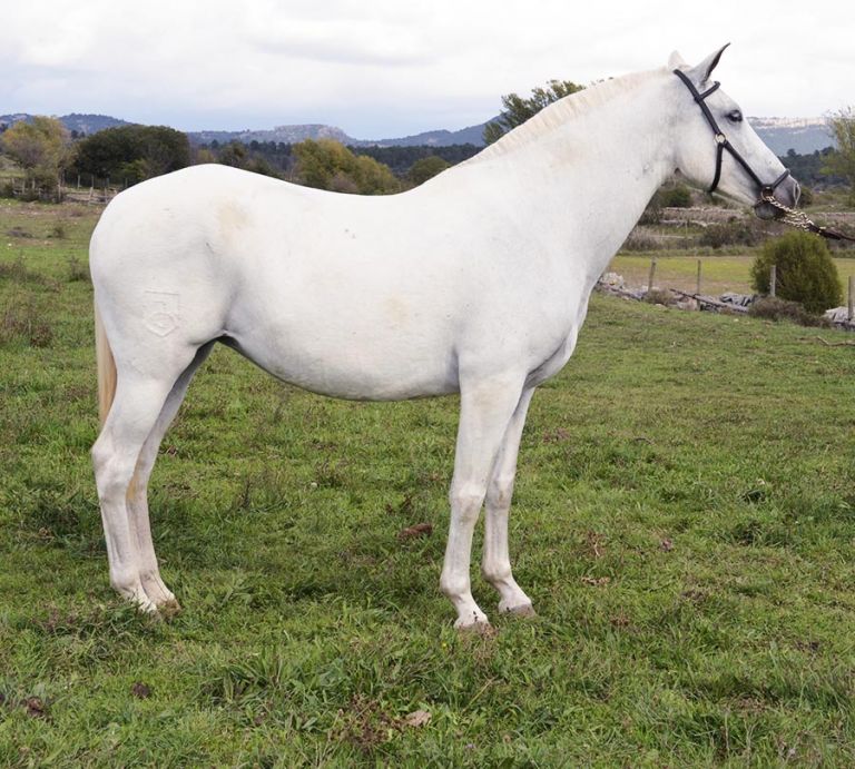 Yeguas Yeguadamor | Pura raza española