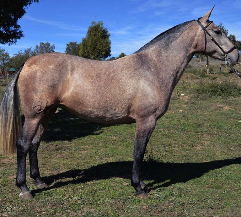 Yeguas Yeguadamor | Pura raza española