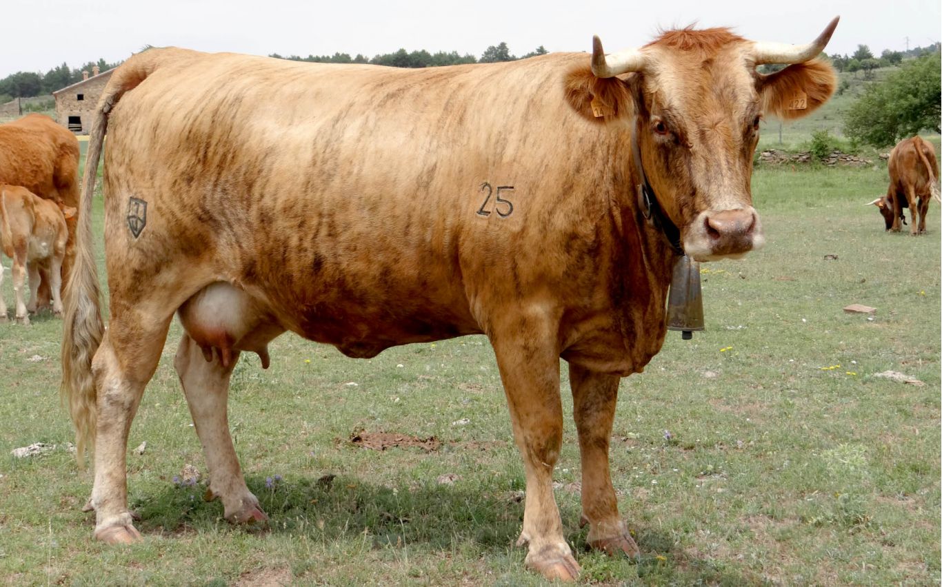 Vacas Yeguadamor | Crianza de ganado de calidad rústica